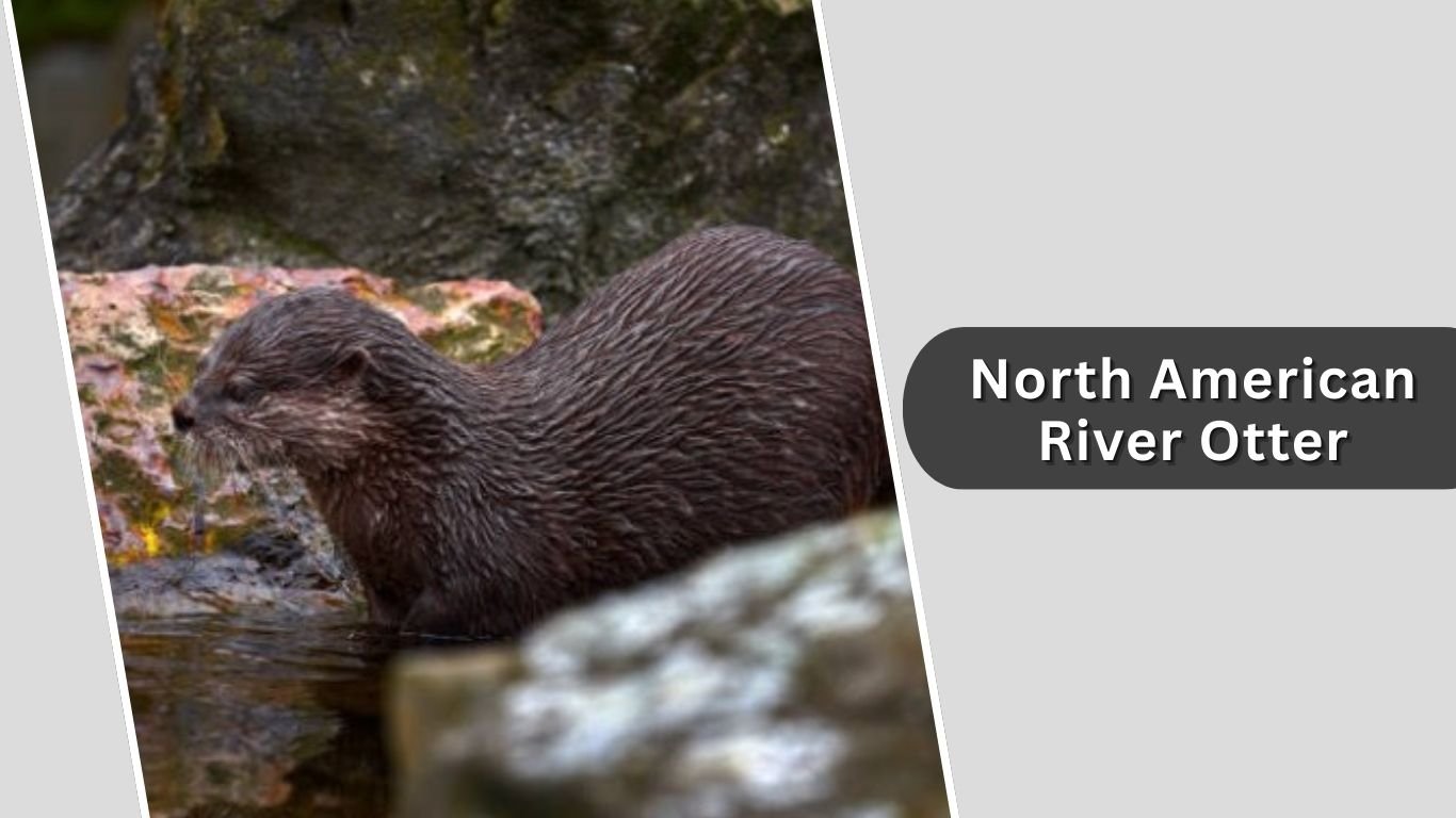 15 Types of Otter: Habitat, Behaviors, Id with Pictures