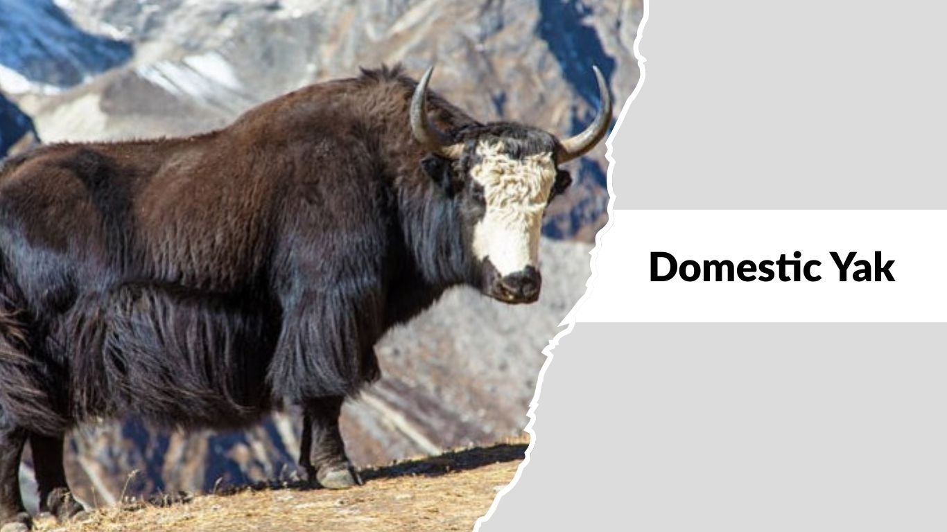 17 Common Types of Yaks Found Across High-Altitude Regions
