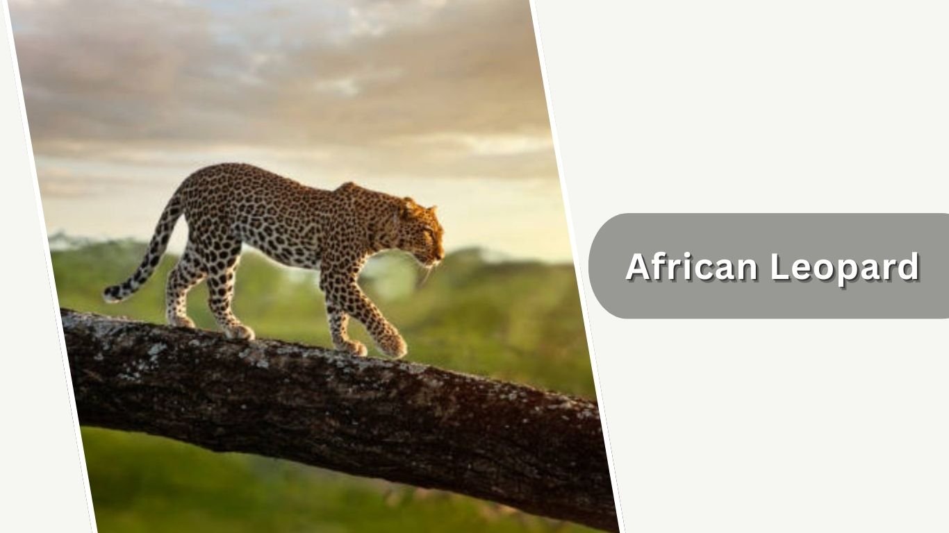 9 Types of Leopards: Species Identification with Pictures