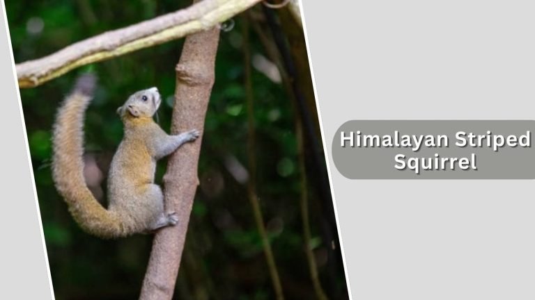 27 Types of Squirrel: Different species identification with Pictures