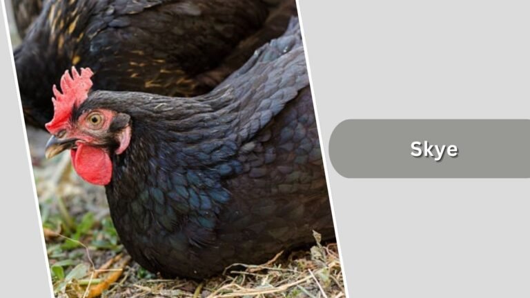 25 Types of Egg-Laying Chickens (Layers): Identification with Pictures