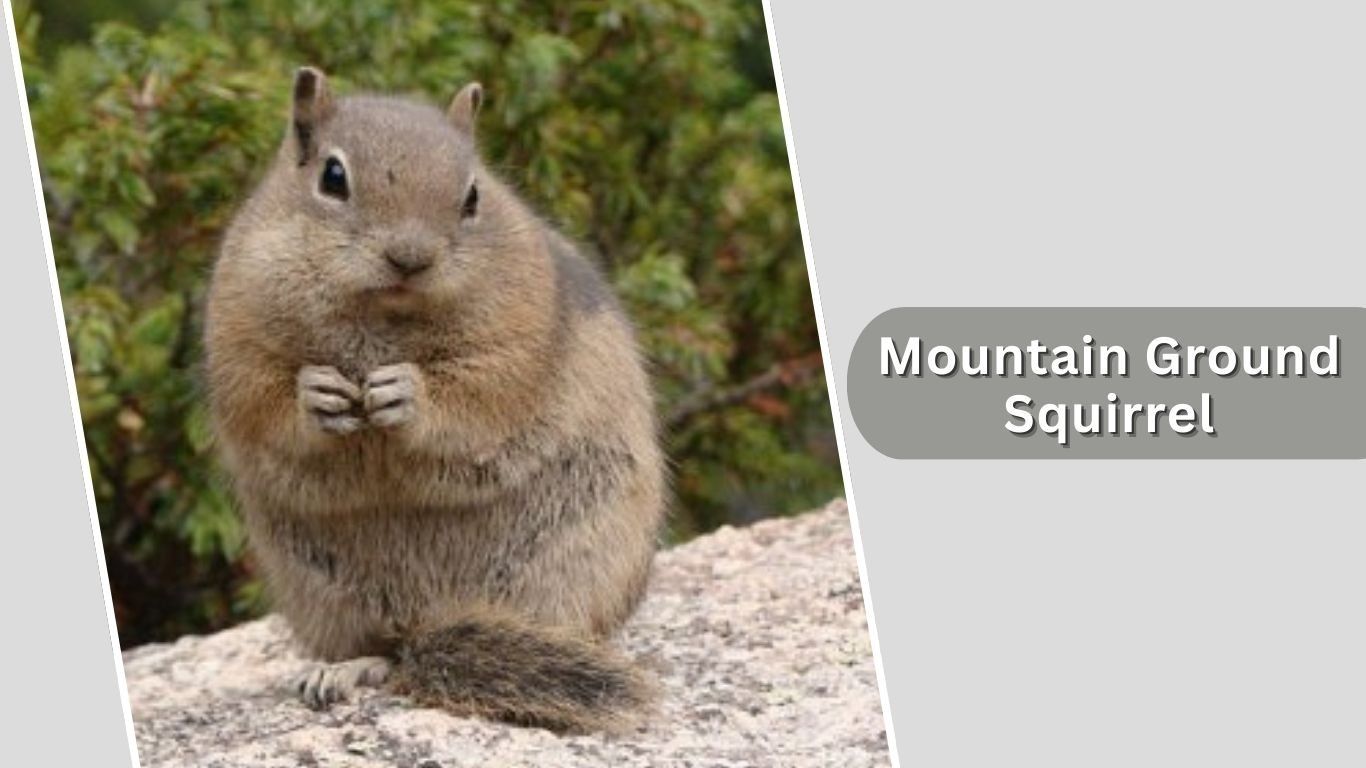 27 Types of Squirrel: Different species identification with Pictures