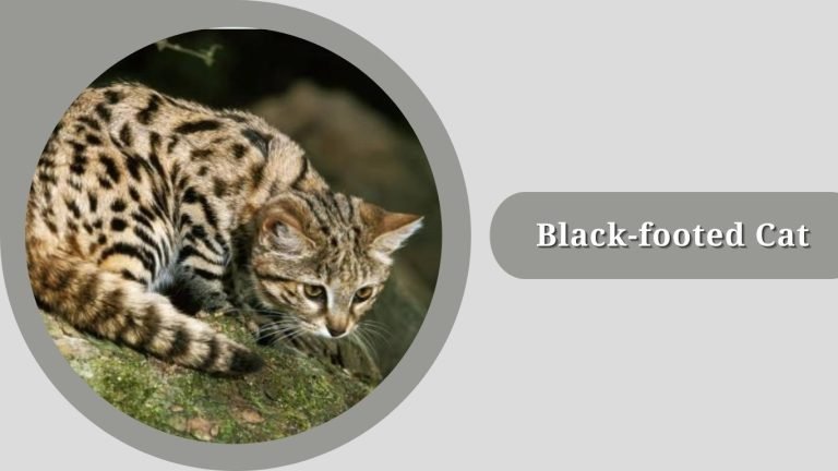 35 Types of Wild Cats: Species Identification with Pictures