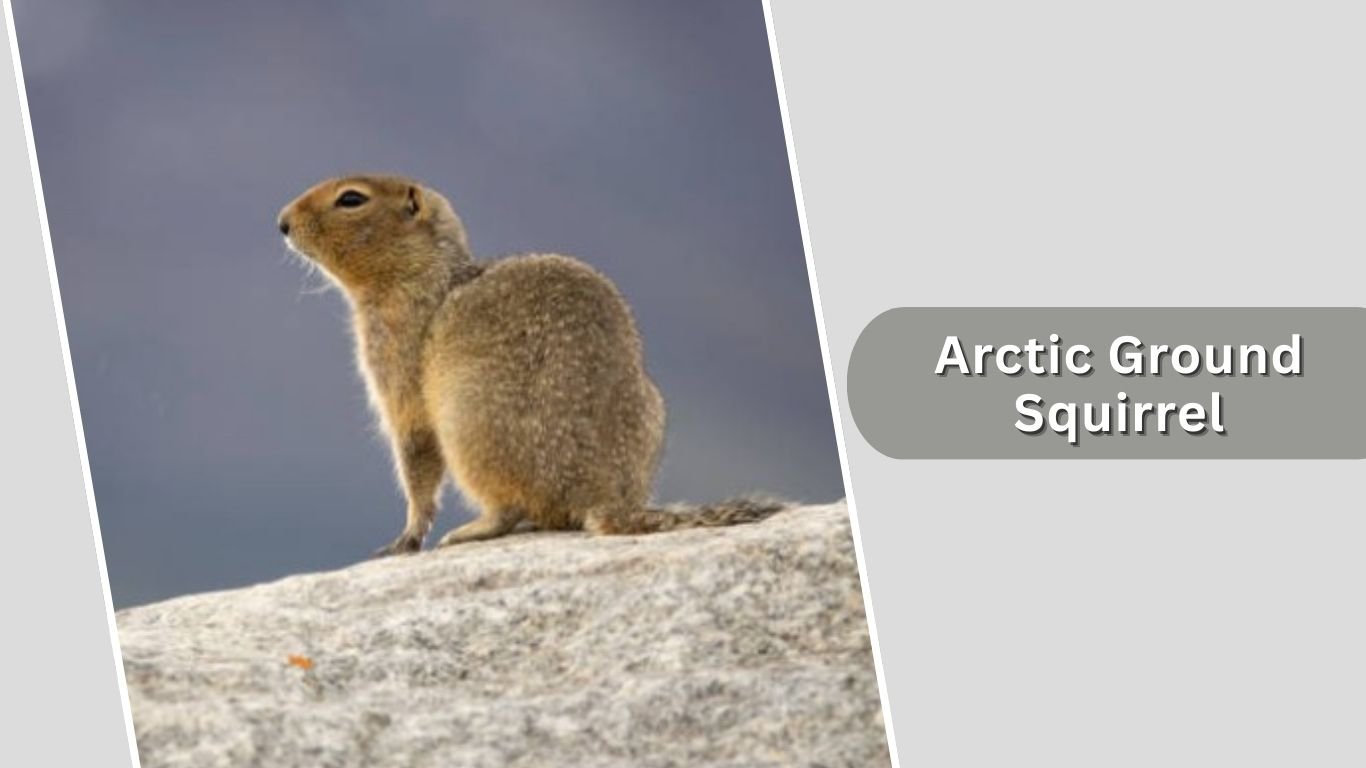 27 Types of Squirrel: Different species identification with Pictures