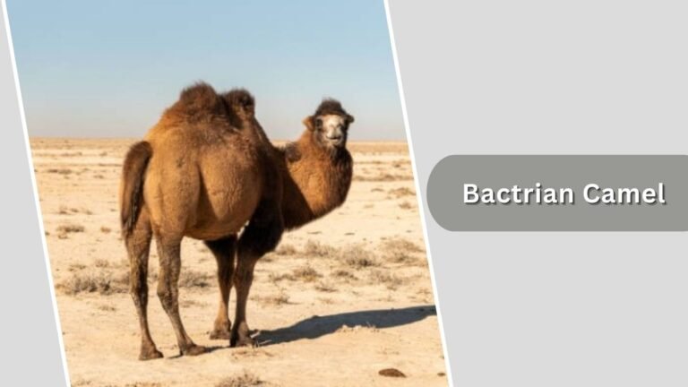 13 Types of Camels Around the World: Habitat, DI with Pictures