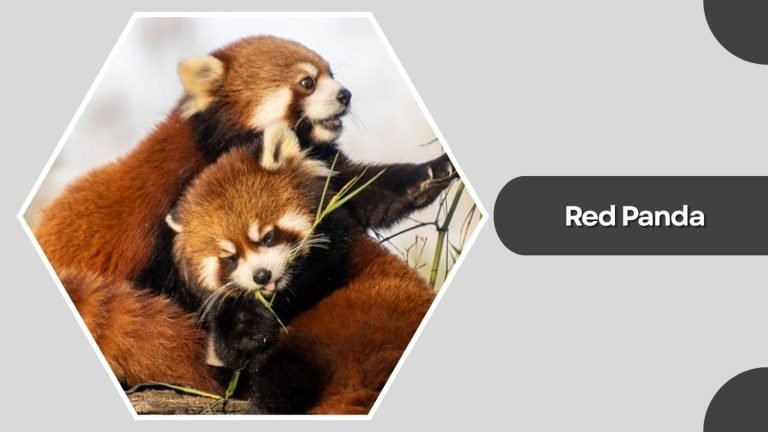 5 Types of Panda: Different Species Identification with Pictures
