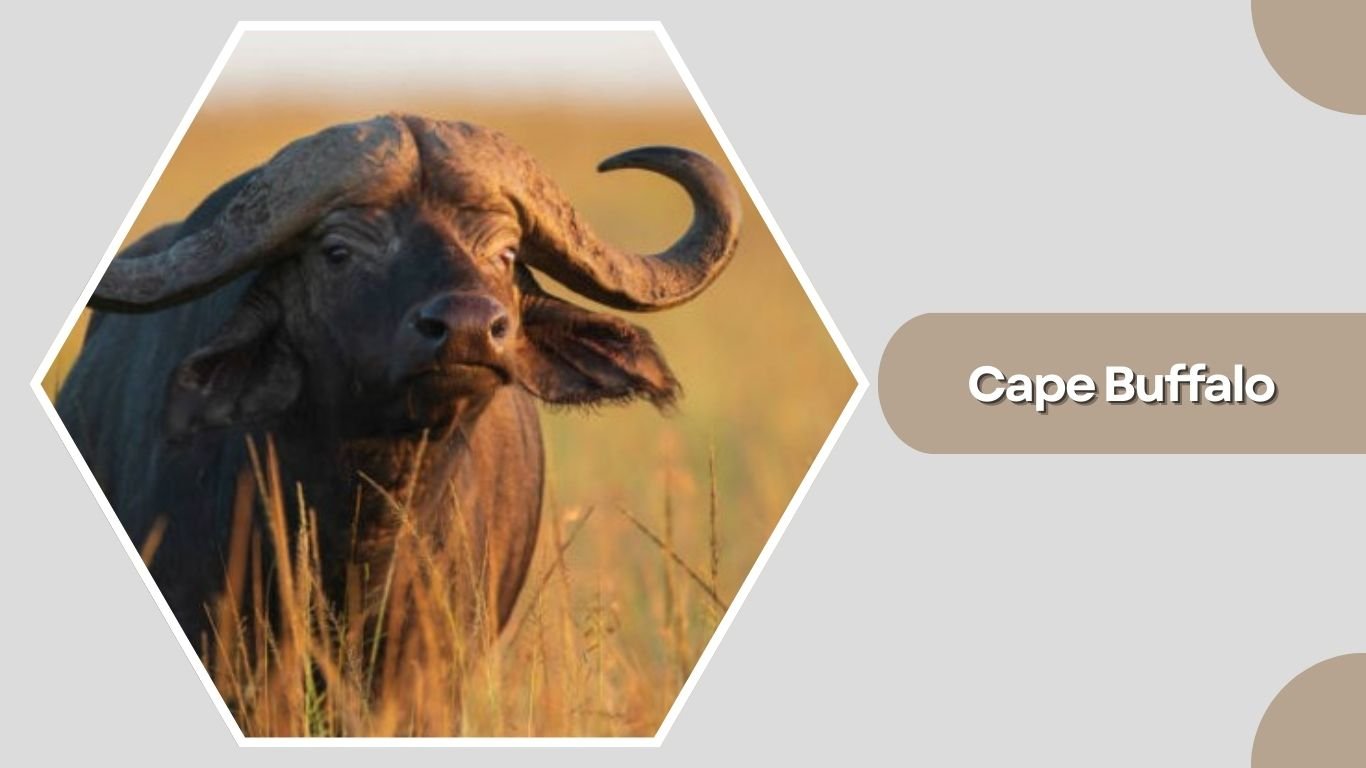 17 Common Types of Buffalo: Identification with Pictures