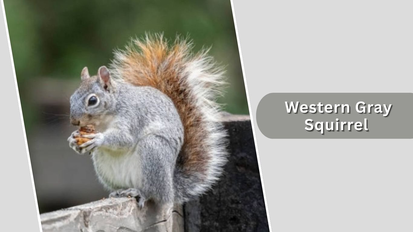 27 Types of Squirrel: Different species identification with Pictures