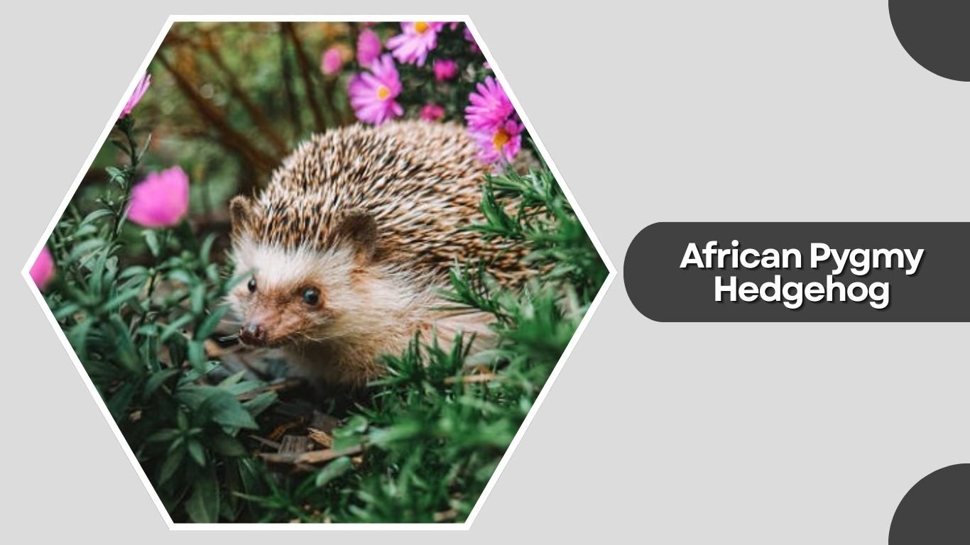 19 Types of Hedgehog: Different Species Identification with Pictures
