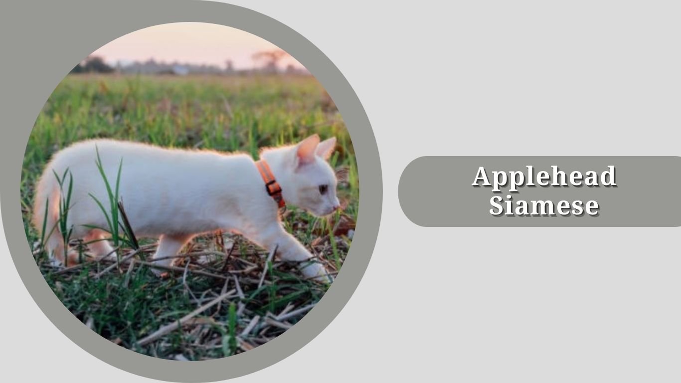 15 Types of Siamese Cats: Complete Breed & Color Guide