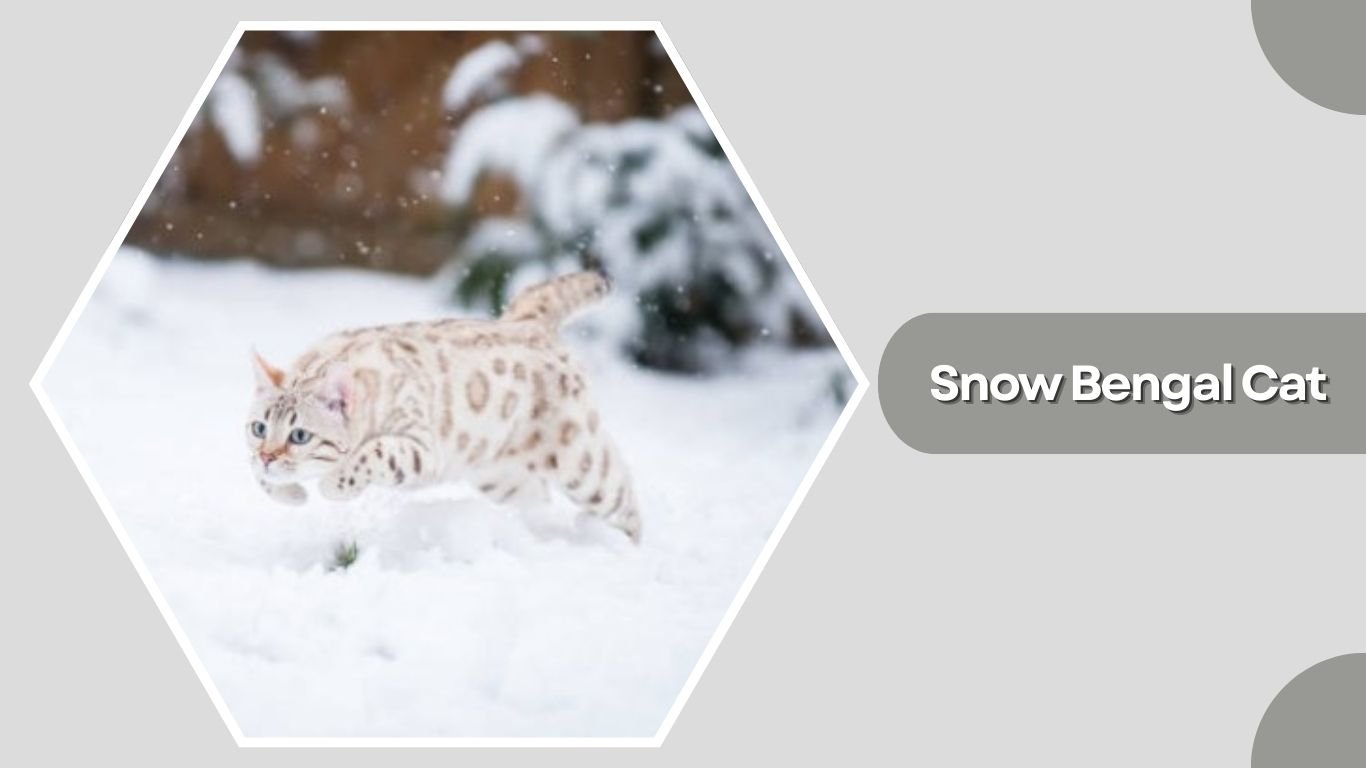 15 Types of Bengal Cats: Species Identification with Pictures