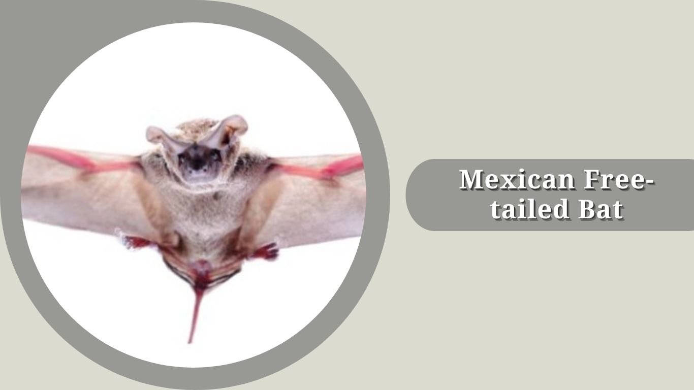 35 Types of Bat: Habitat, Behaviors, Id with Pictures