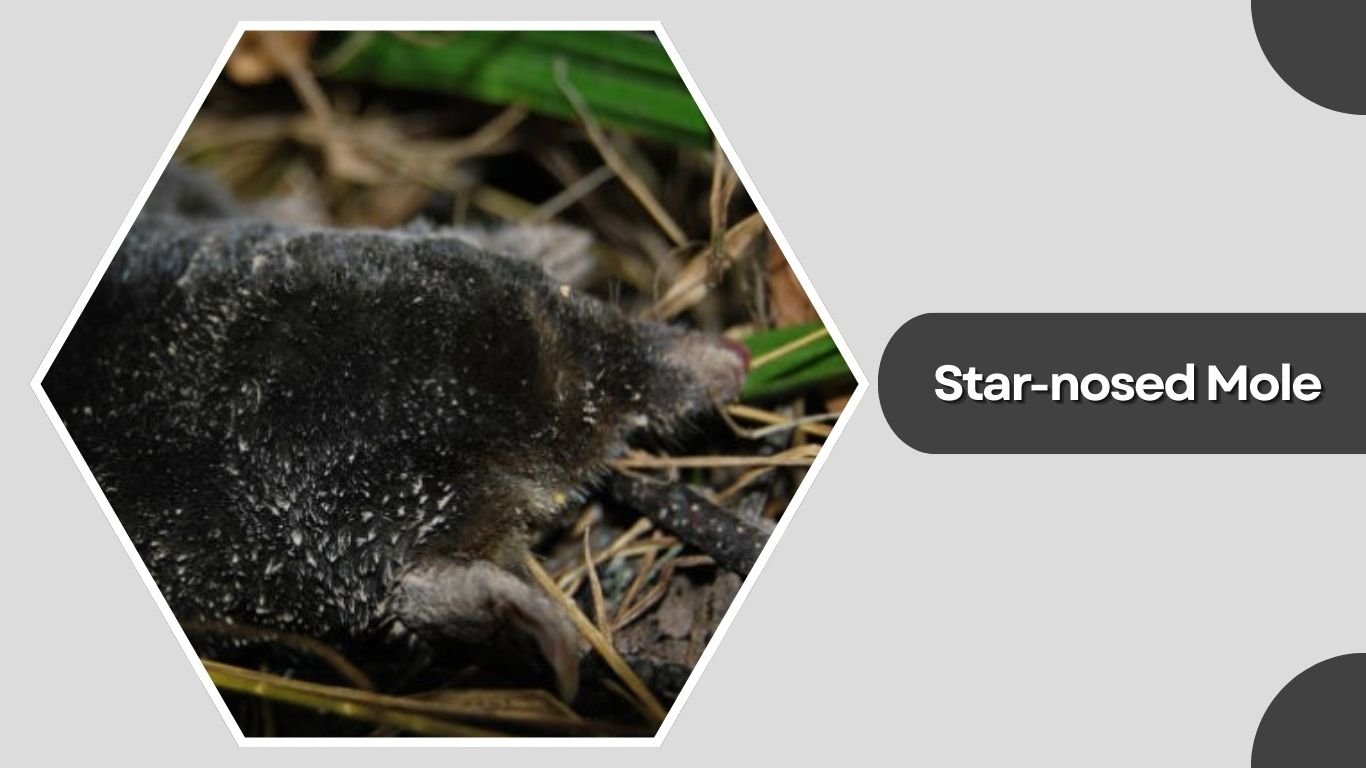 12 Types of Mole Animals: Habitat, Behaviors, Id with Pictures