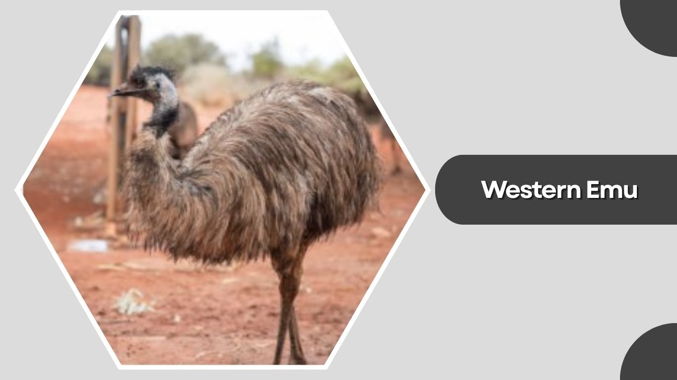 11 Types of Emu Around the World: Species Identification with Pictures