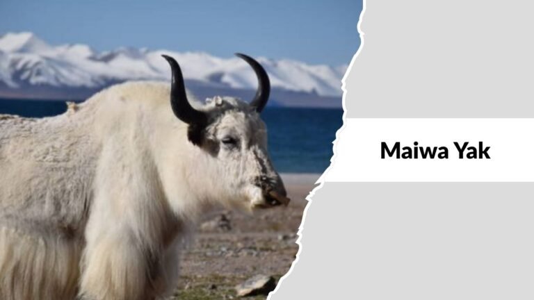 17 Common Types of Yaks Found Across High-Altitude Regions