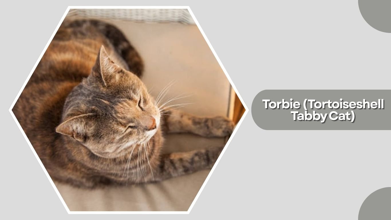 17 Types of Tortoiseshell Cats: All Variations and Color Patterns