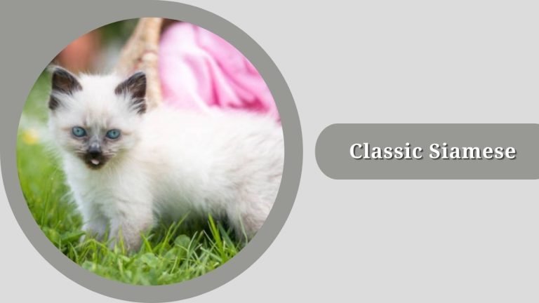 15 Types of Siamese Cats: Complete Breed & Color Guide