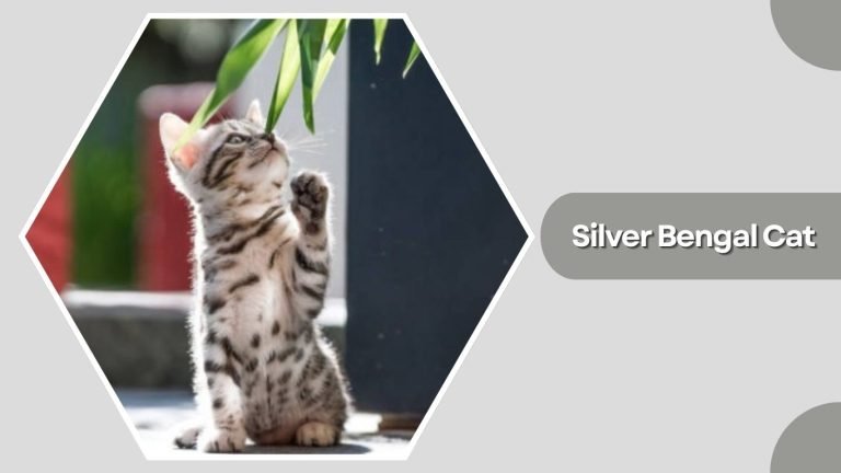 15 Types of Bengal Cats: Species Identification with Pictures