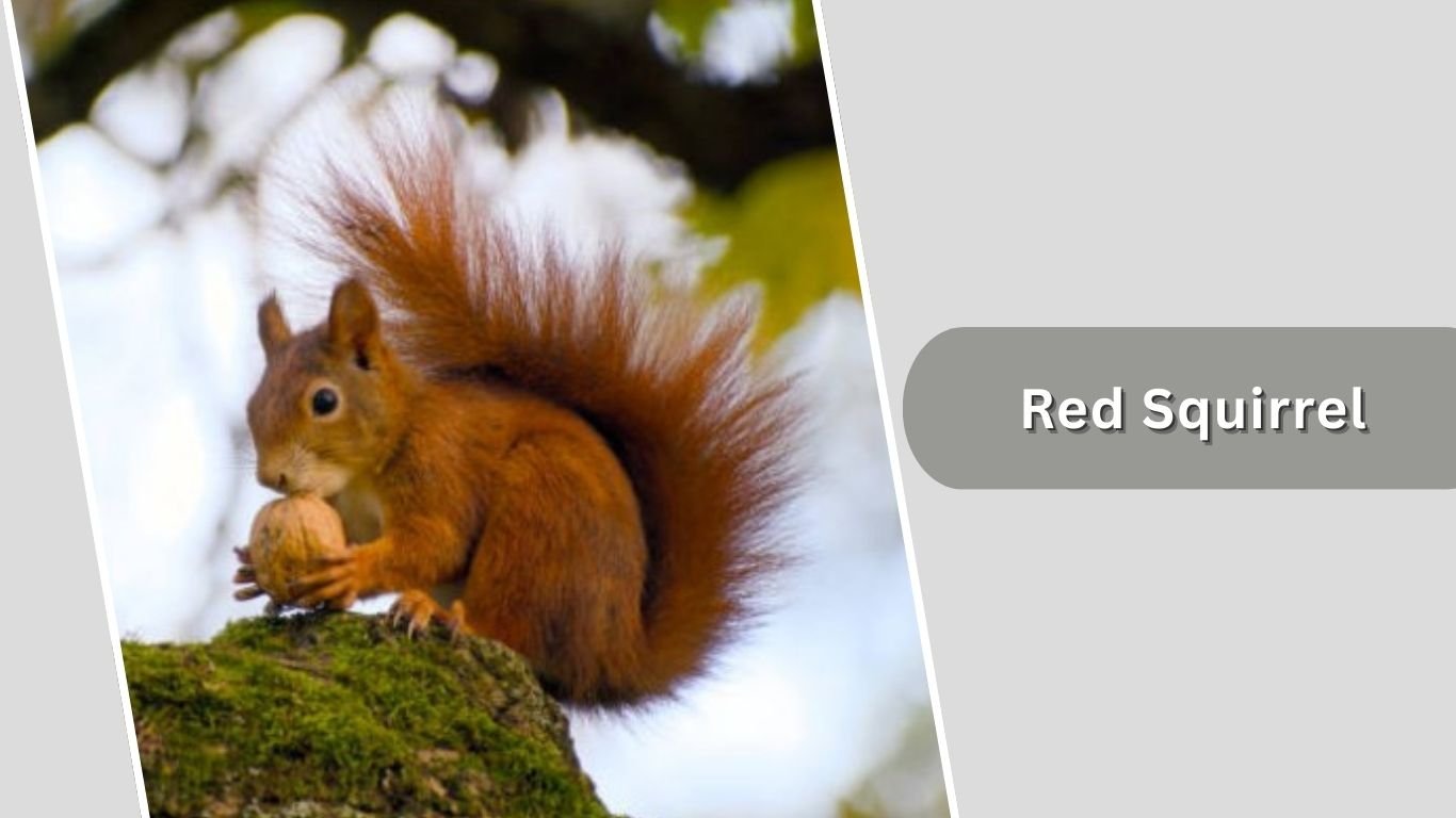 27 Types of Squirrel: Different species identification with Pictures