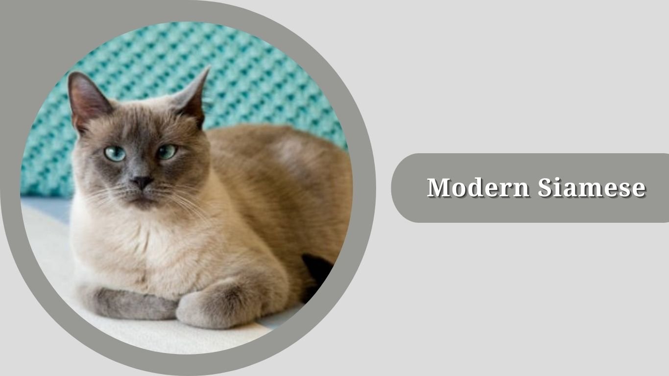 15 Types of Siamese Cats: Complete Breed & Color Guide
