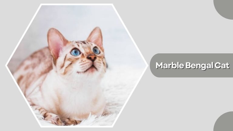 15 Types of Bengal Cats: Species Identification with Pictures
