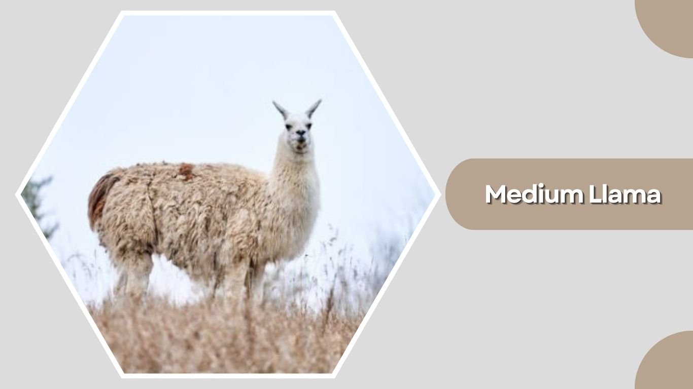 7 Common Types of Llama: Species Identification with Pictures