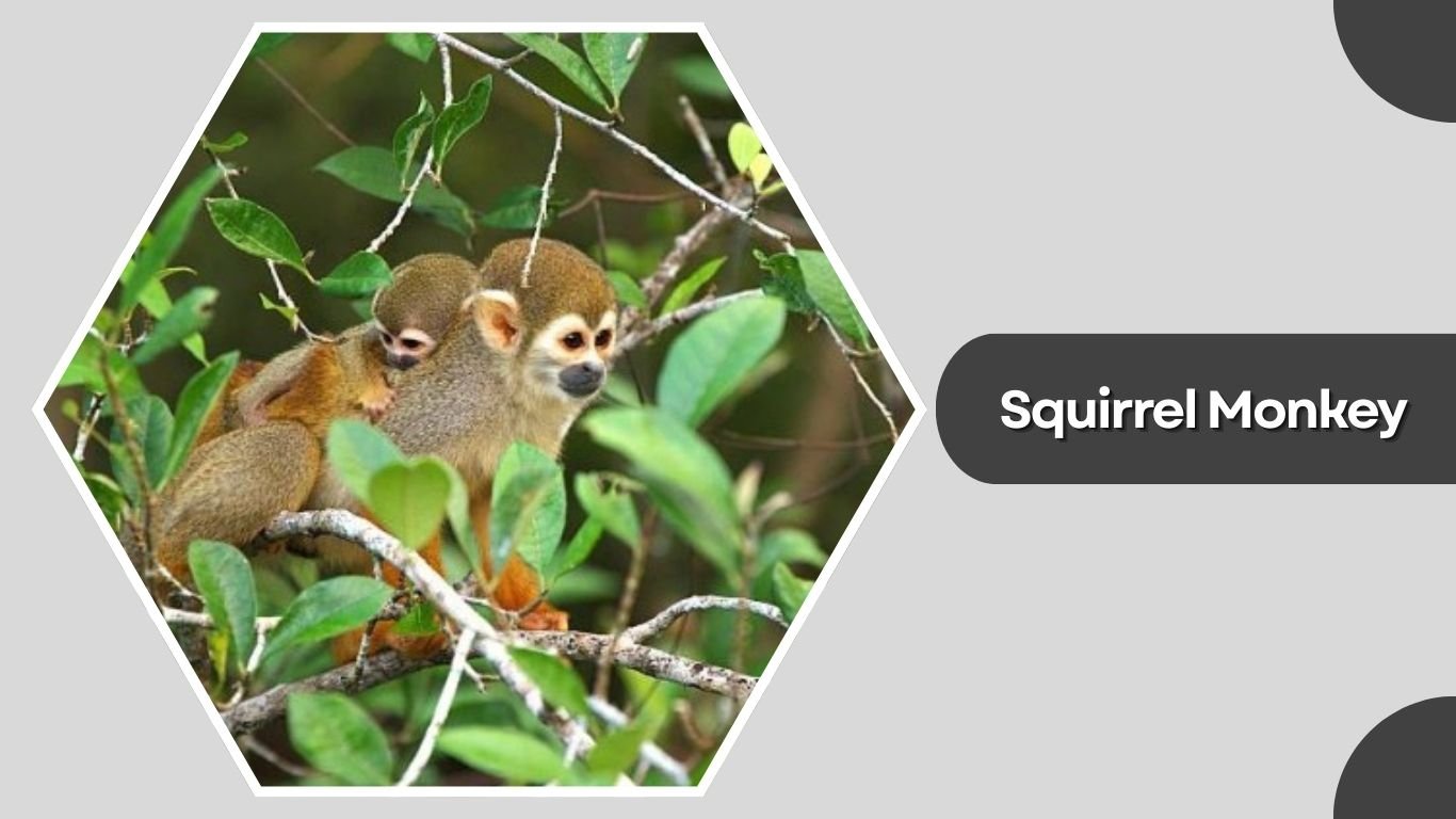 21 Different Types of Monkey: Species Identification with Pictures
