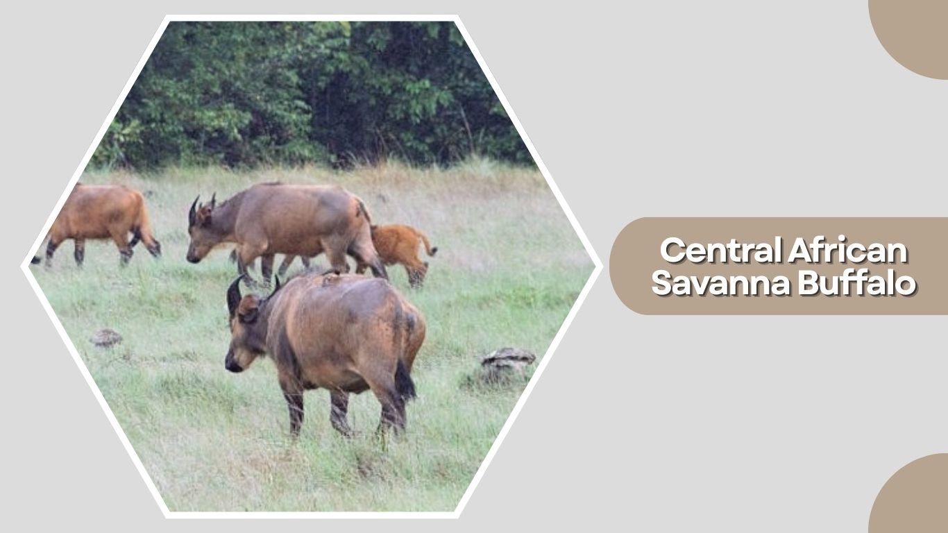 17 Common Types of Buffalo: Identification with Pictures