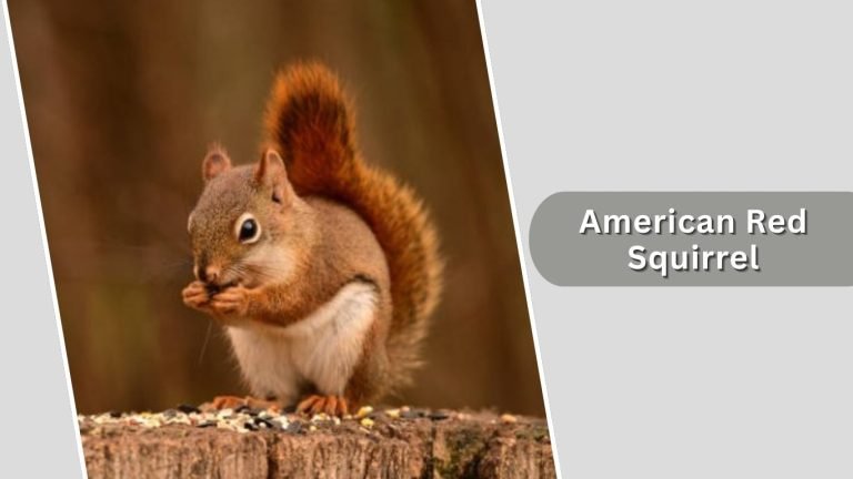 27 Types of Squirrel: Different species identification with Pictures