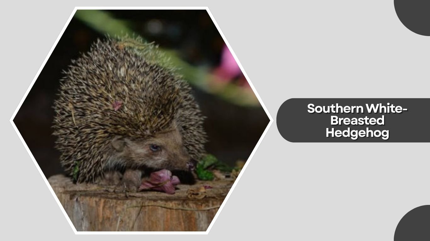 19 Types of Hedgehog: Different Species Identification with Pictures