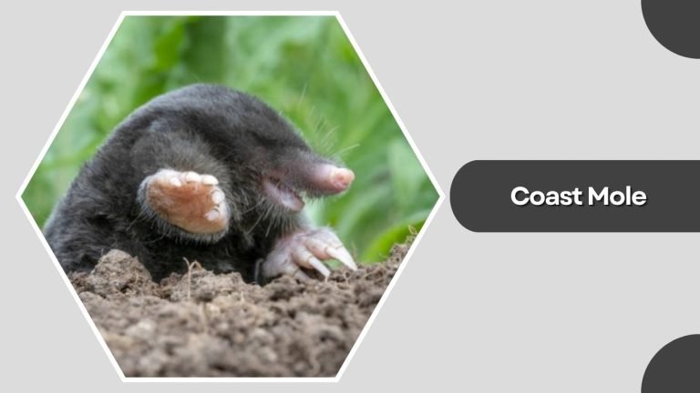 12 Types of Mole Animals: Habitat, Behaviors, Id with Pictures