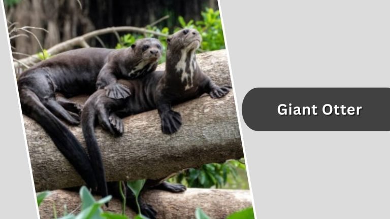 15 Types of Otter: Habitat, Behaviors, Id with Pictures