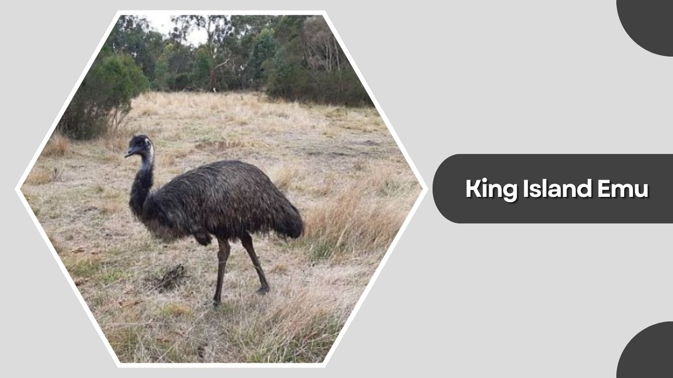 11 Types of Emu Around the World: Species Identification with Pictures