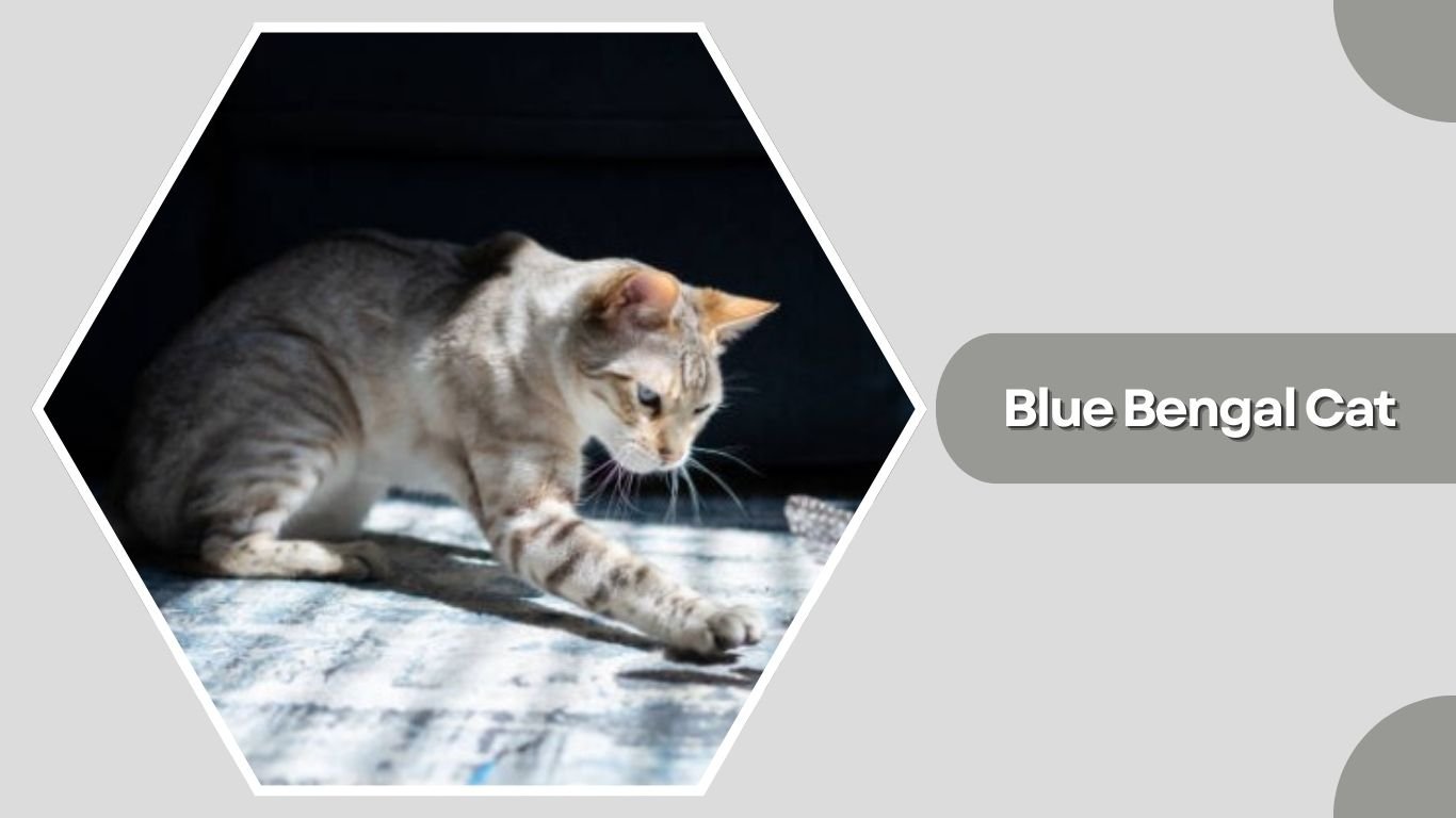 15 Types of Bengal Cats: Species Identification with Pictures