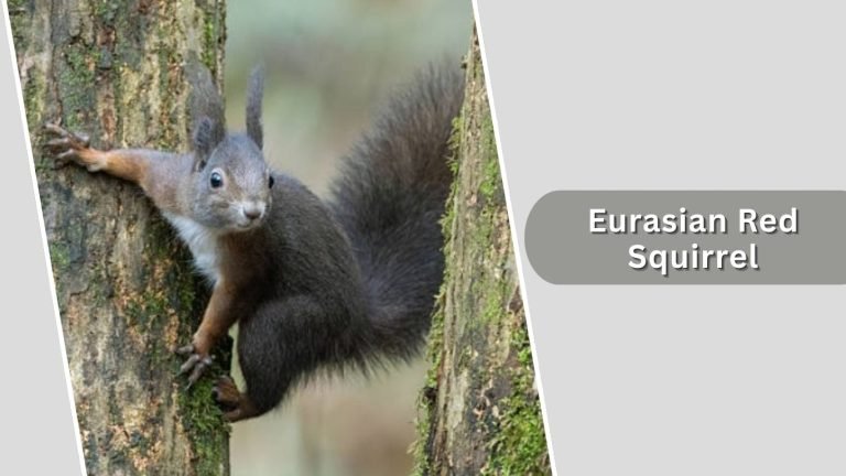 27 Types of Squirrel: Different species identification with Pictures
