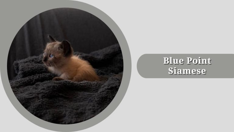 15 Types of Siamese Cats: Complete Breed & Color Guide