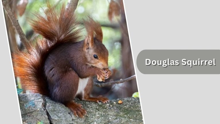 27 Types of Squirrel: Different species identification with Pictures