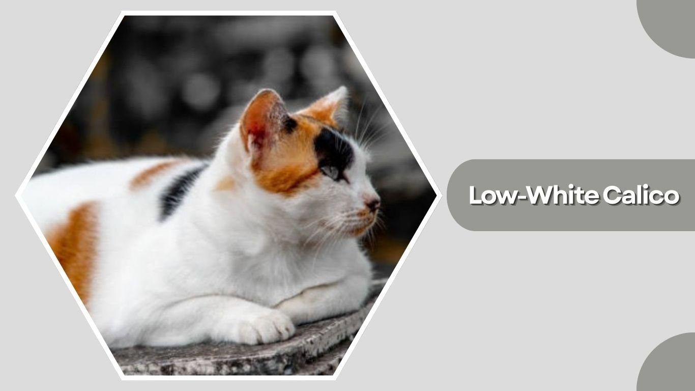 12 Types of Calico Cats: Patterns, Regional Variations, and Species