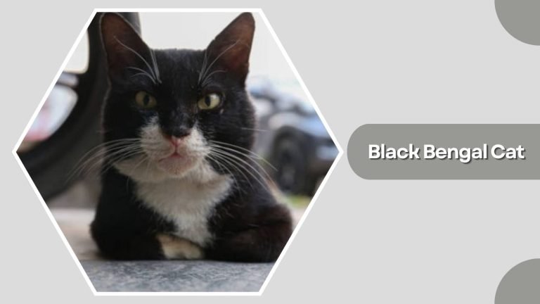 15 Types of Bengal Cats: Species Identification with Pictures