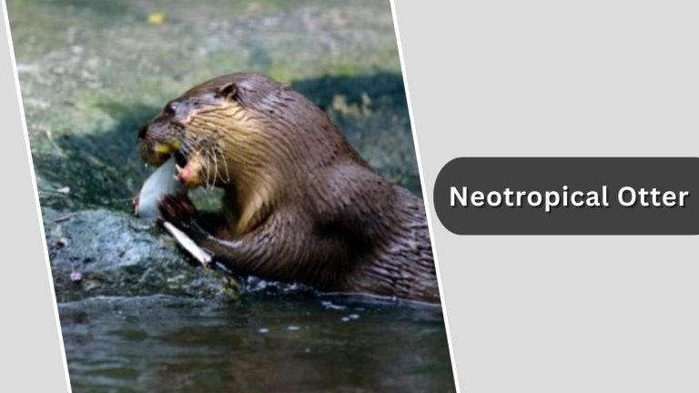 15 Types of Otter: Habitat, Behaviors, Id with Pictures
