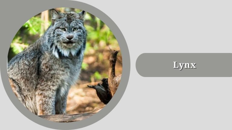 35 Types of Wild Cats: Species Identification with Pictures