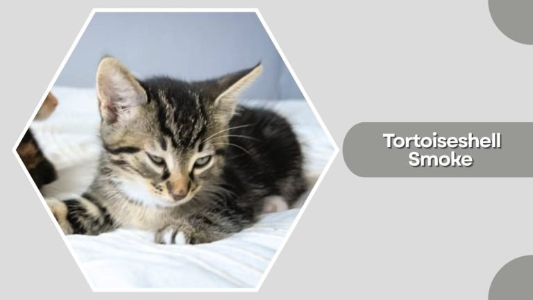 17 Types of Tortoiseshell Cats: All Variations and Color Patterns
