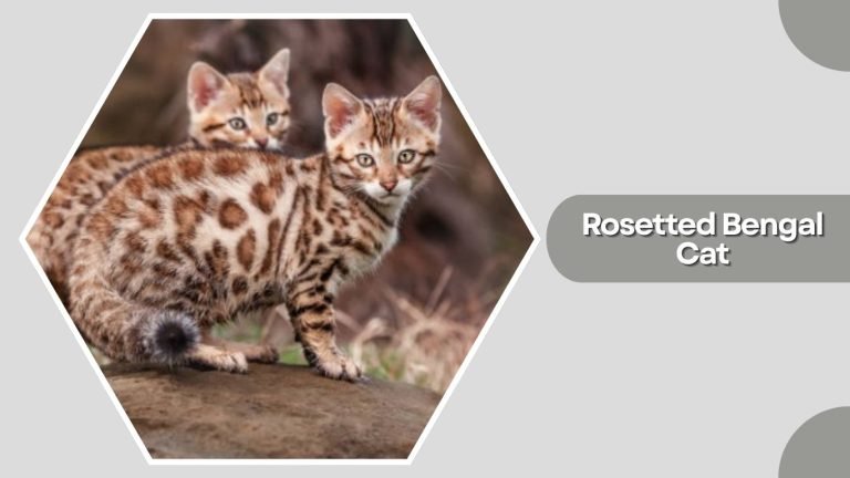 15 Types of Bengal Cats: Species Identification with Pictures