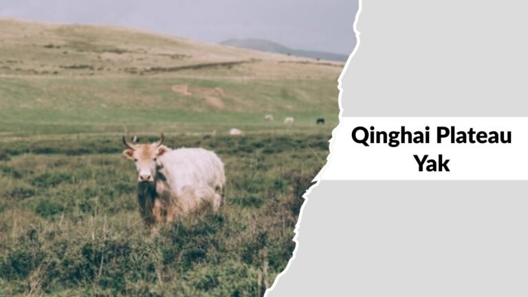 17 Common Types of Yaks Found Across High-Altitude Regions