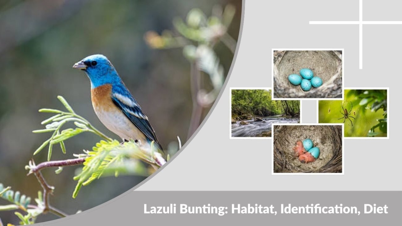 Lazuli Bunting Habitat Identification Diet Migration And Facts