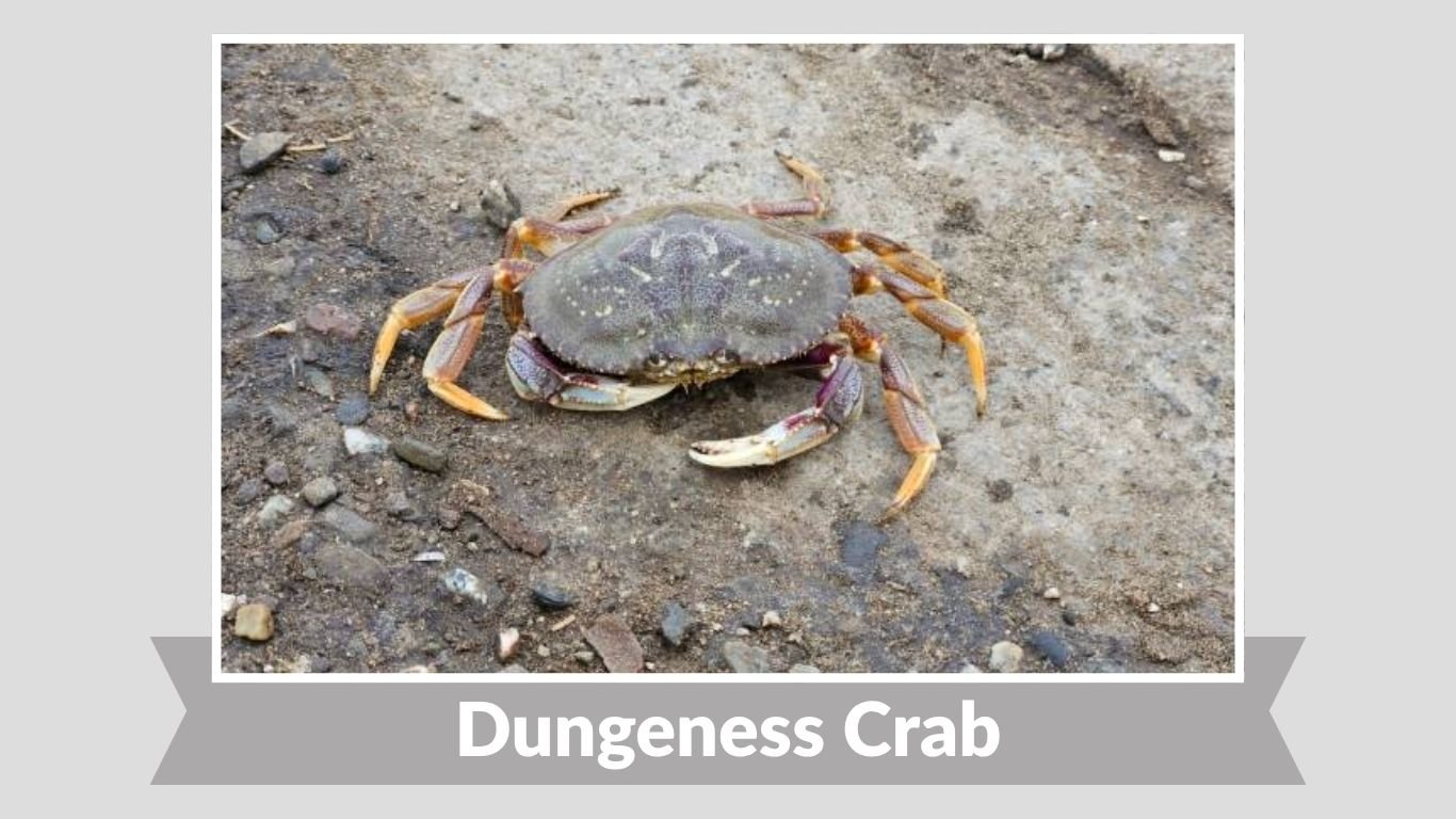 25 Common Types of Crabs: Identification with Pictures