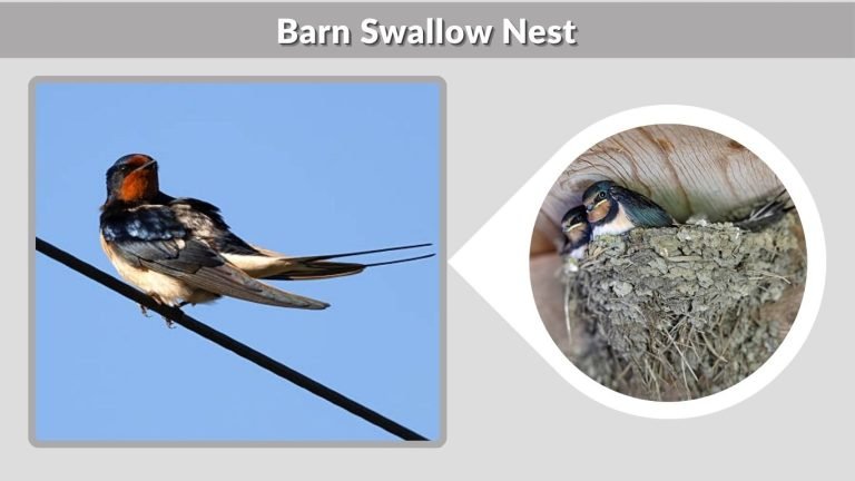 Barn Swallow: Identification, Habitat, Diet, Nest & Lifespan