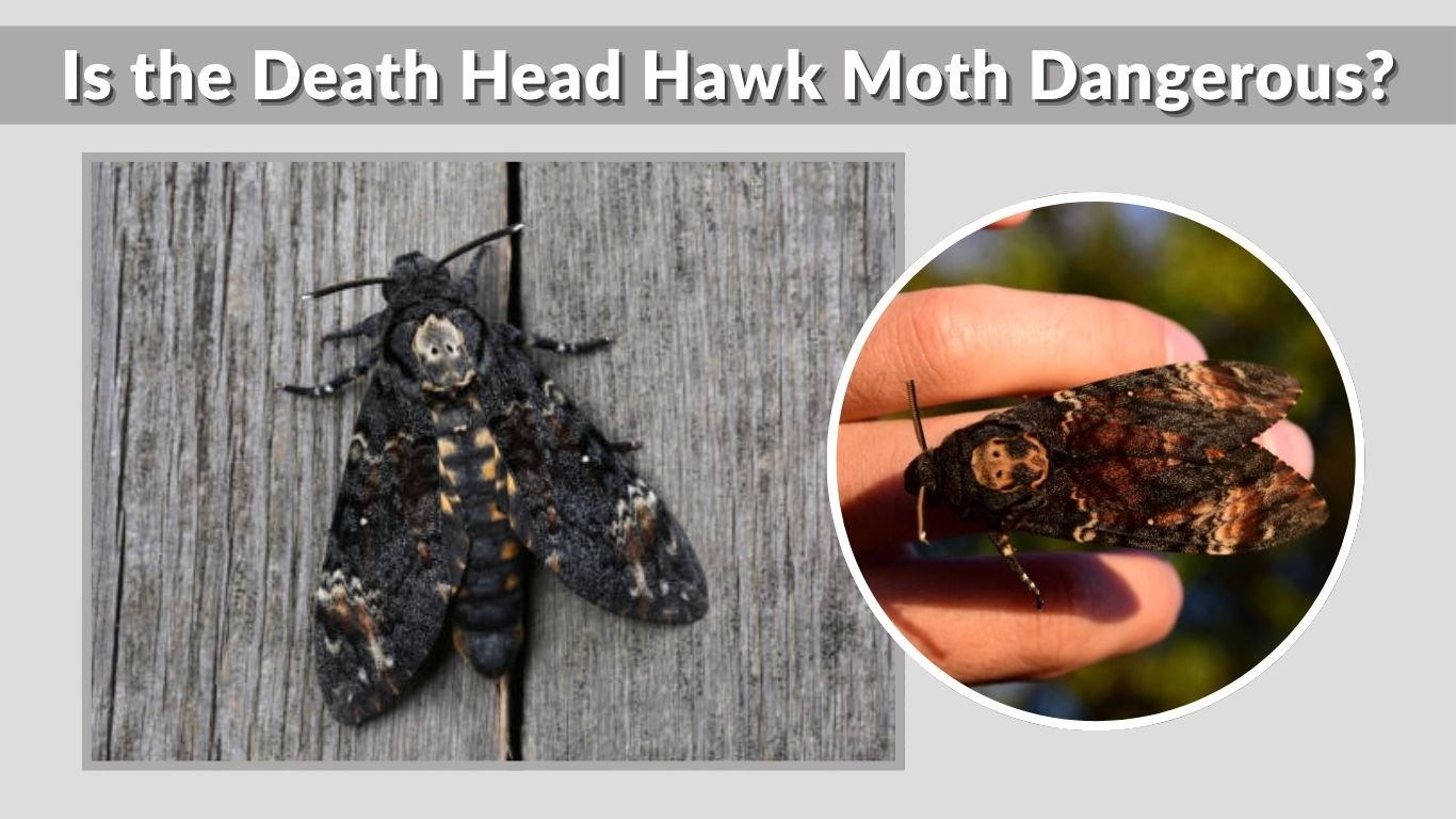 Death’s-Head Hawk Moth: Habitat, Diet, Life Cycle and Facts