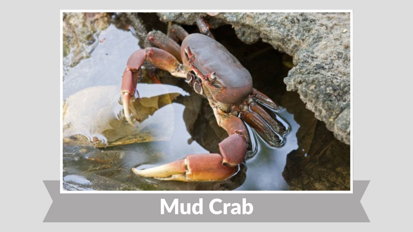 25 Common Types of Crabs: Identification with Pictures