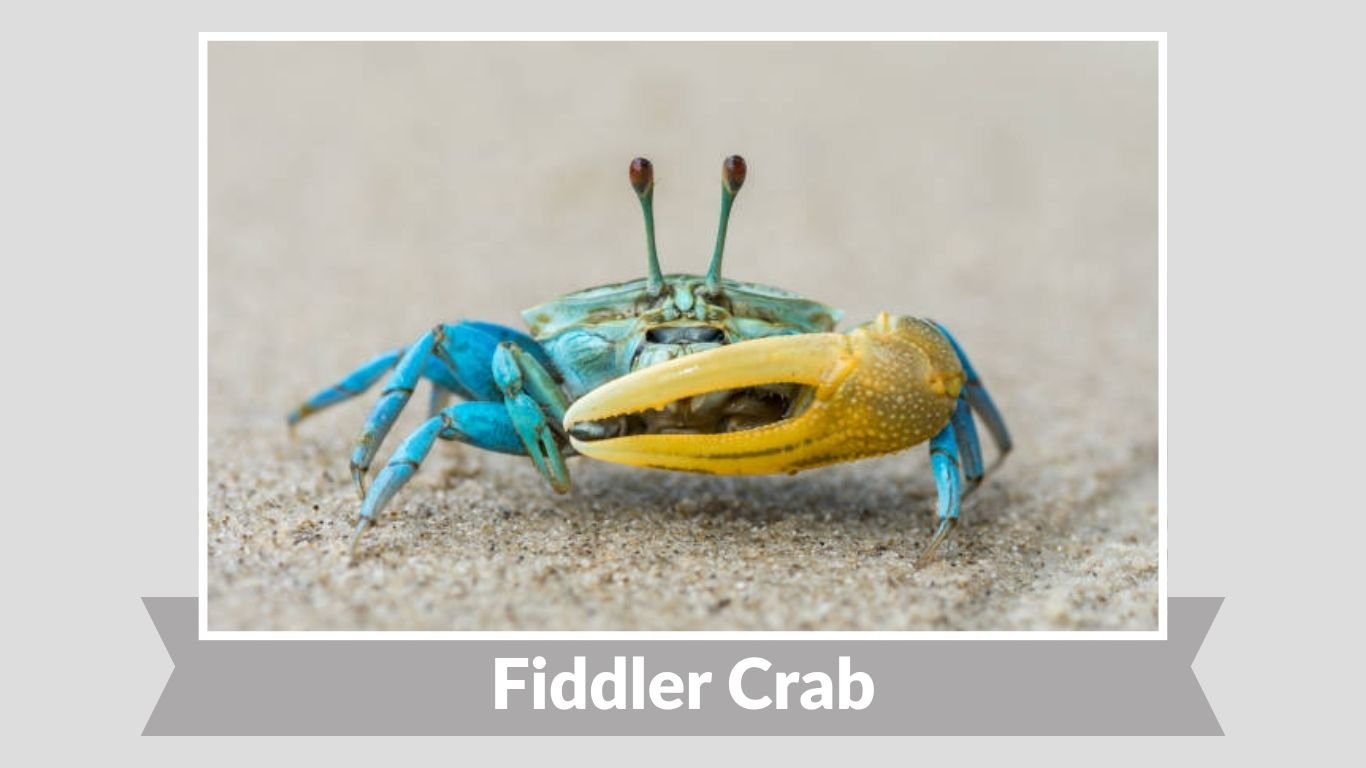 25 Common Types of Crabs: Identification with Pictures